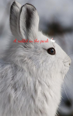 A Rabbit In The Park 🐇 | English Children Stories Story | Simrah Sheikh