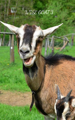 WISE GOAT 3 | English Action Story | Ssekyanzi A Destiny