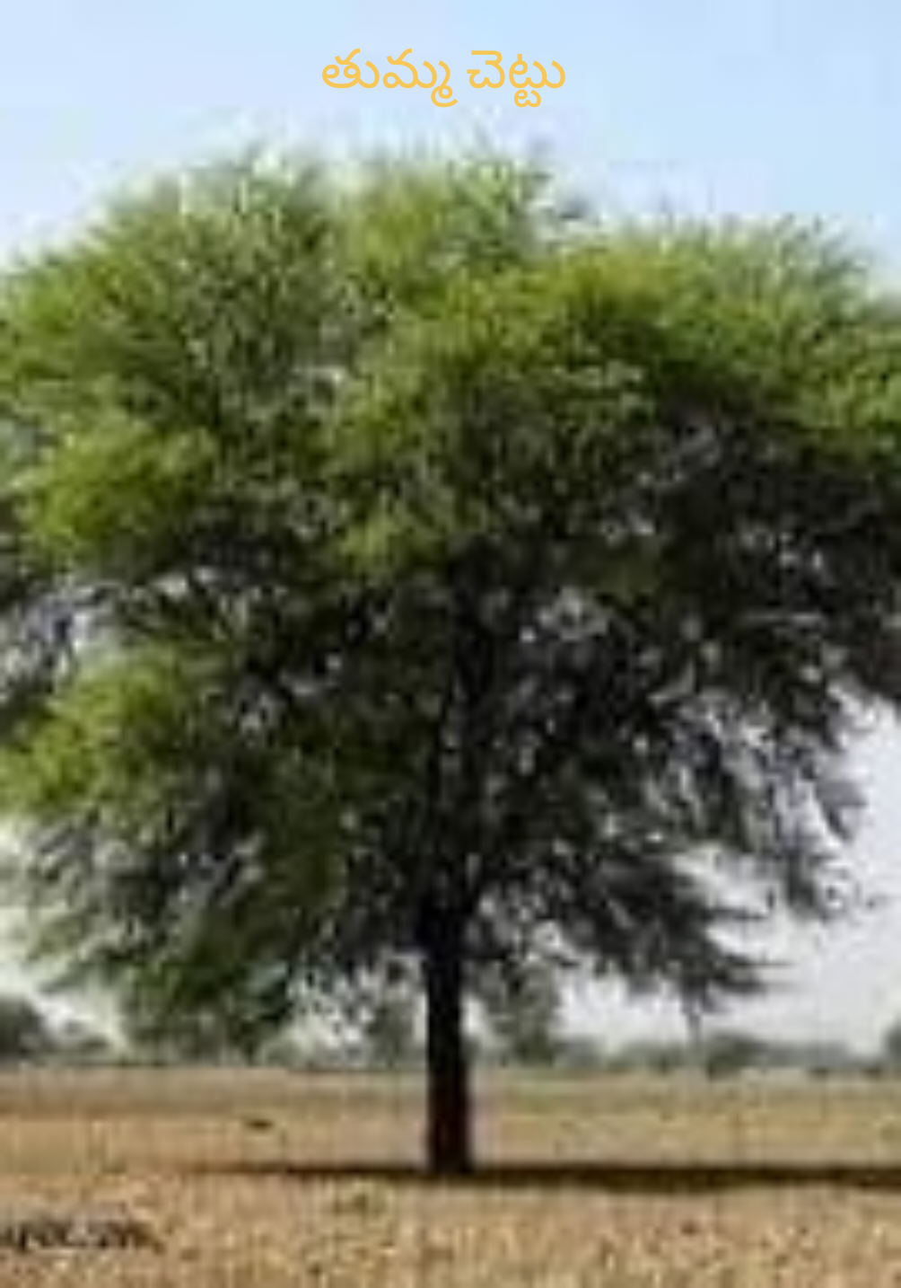 తుమ్మ చెట్టు | Telugu Romance Poem | Midhun babu