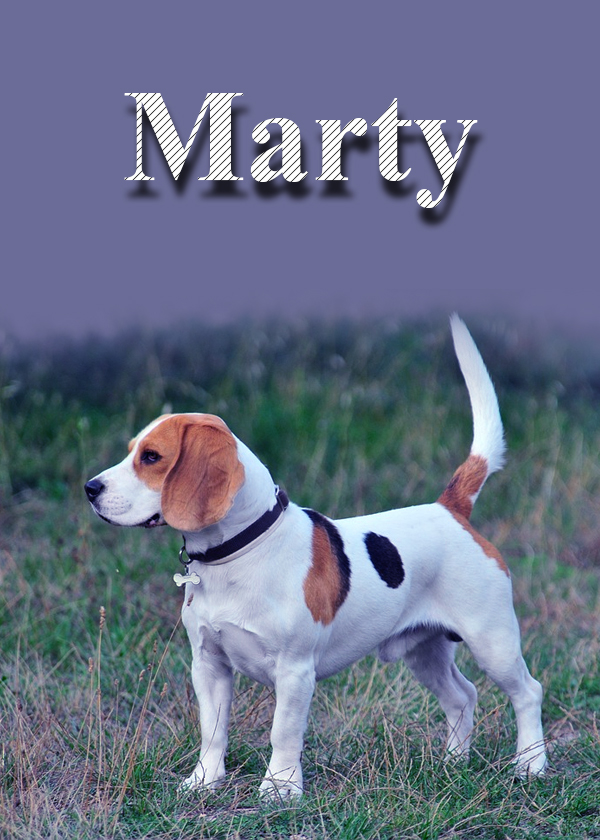 Marty | English Drama Story | aditya anshul