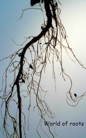 World of roots | English Abstract Poem | Ankita Gupta