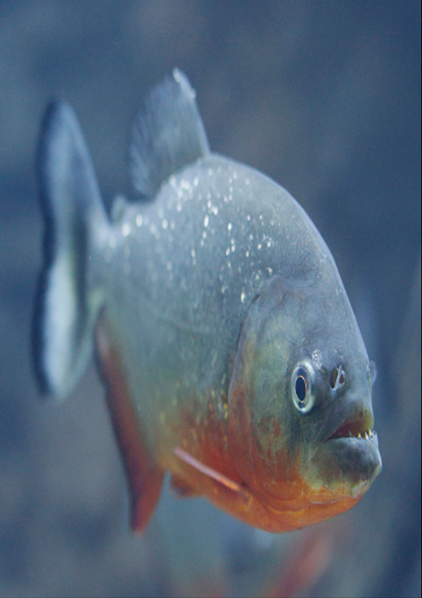 The Possessed Piranha | English Fantasy Story | Mohammed Ali Qureshi