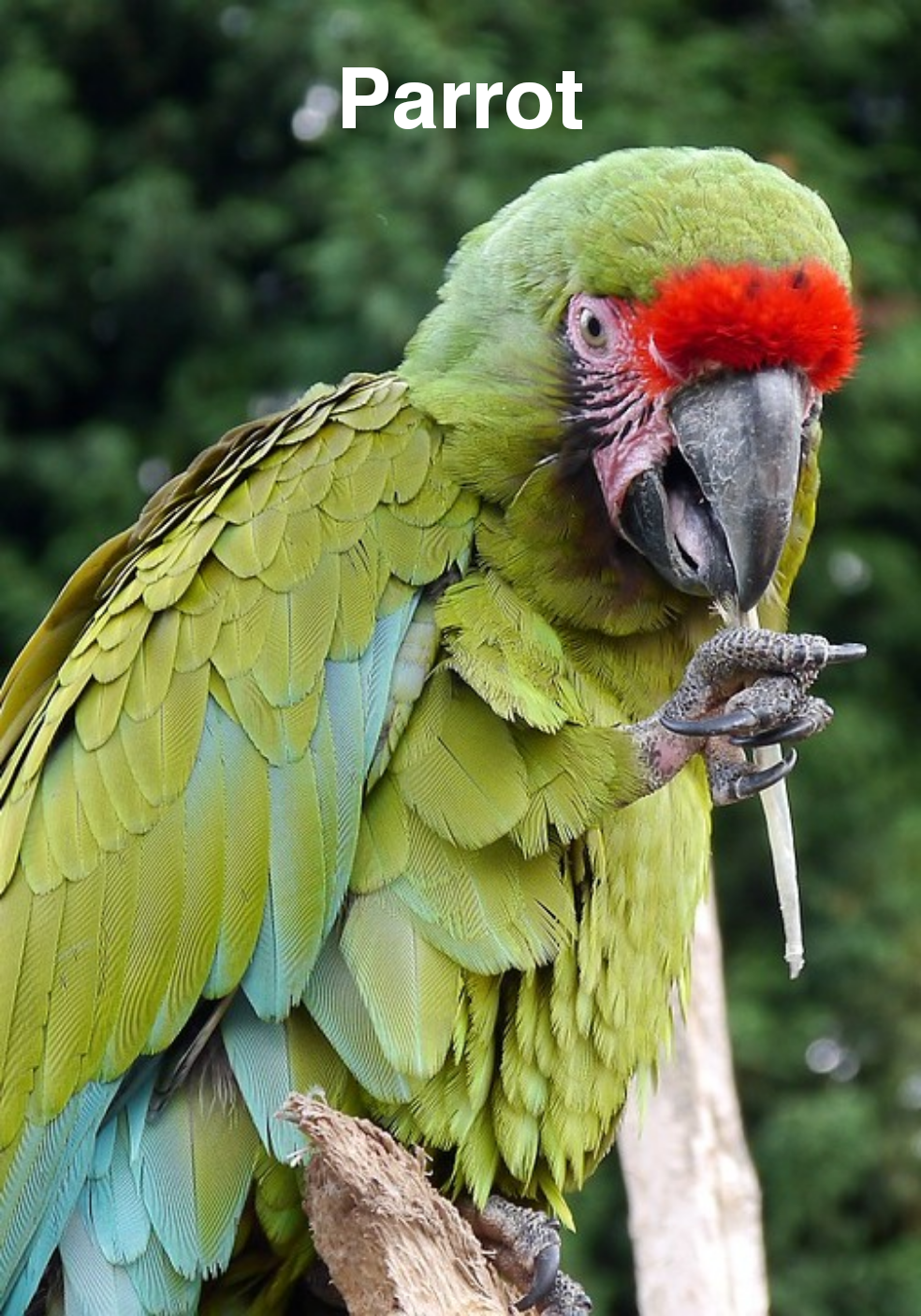 Parrot Bird Poem In English | Sitedoct.org