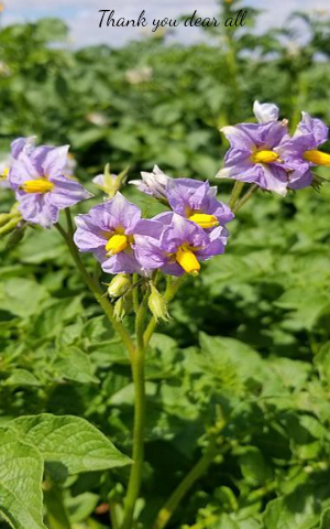 Thank You Dear All | English Inspirational Story | Kavitha Chandran