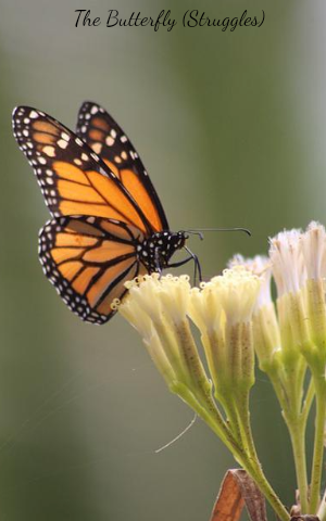 The Butterfly (Struggles) | English Inspirational Story | 228 shubham ...