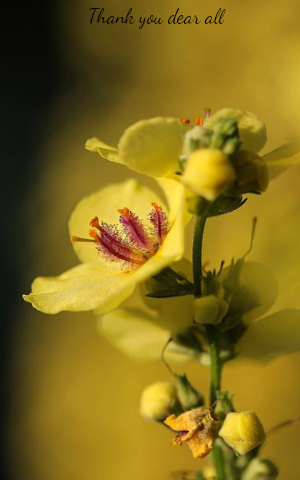 Thank You Dear All | English Inspirational Story | Kavitha Chandran