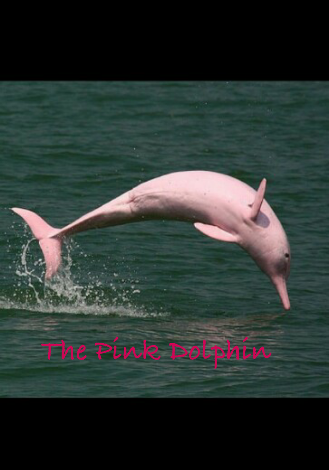 The Pink Dolphin | English Children Stories Story | Sahana (New ...